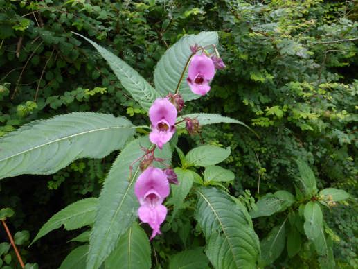 Macclesfield Riverside Park - Woodland Trust