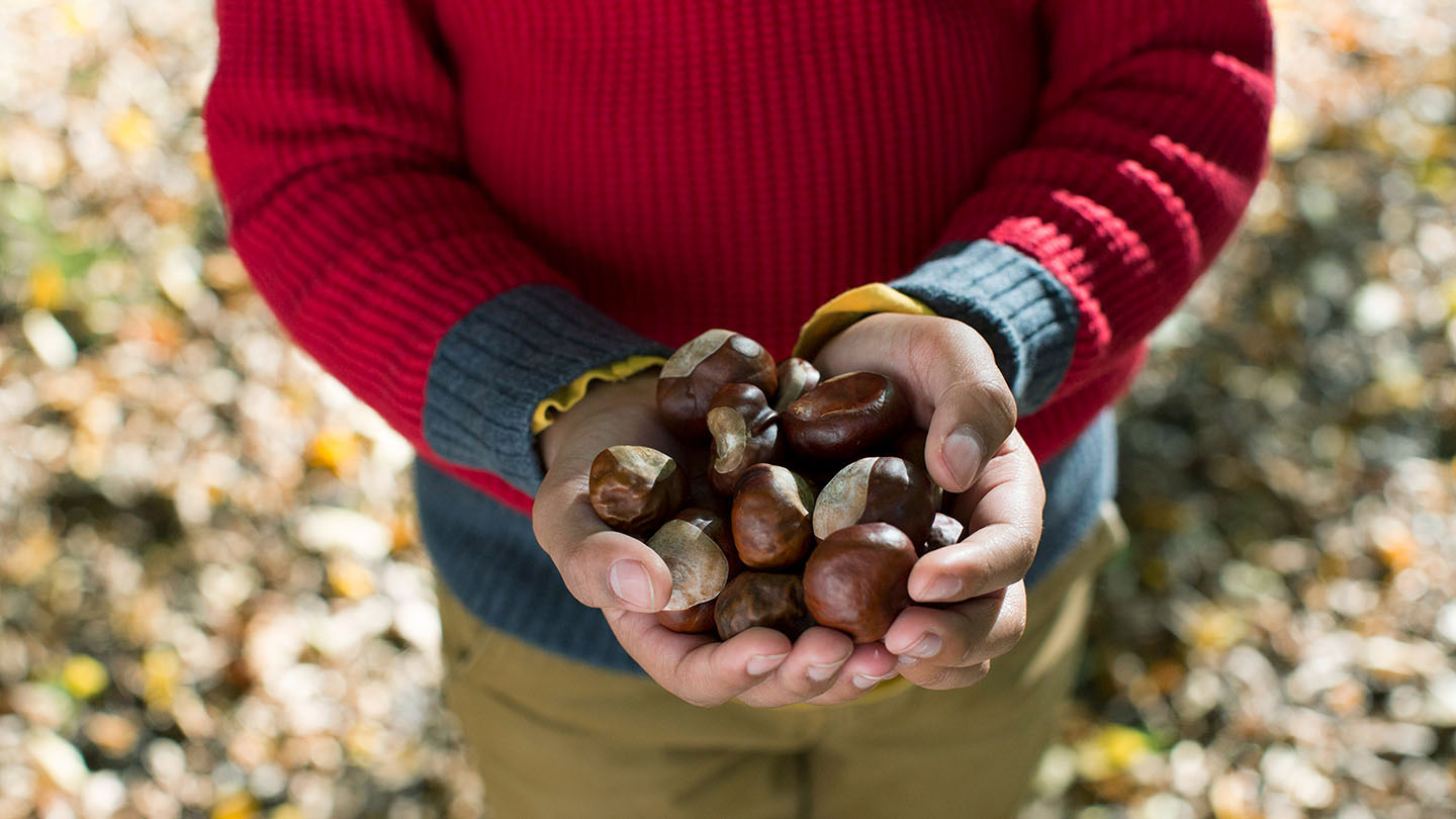 Conker Nut