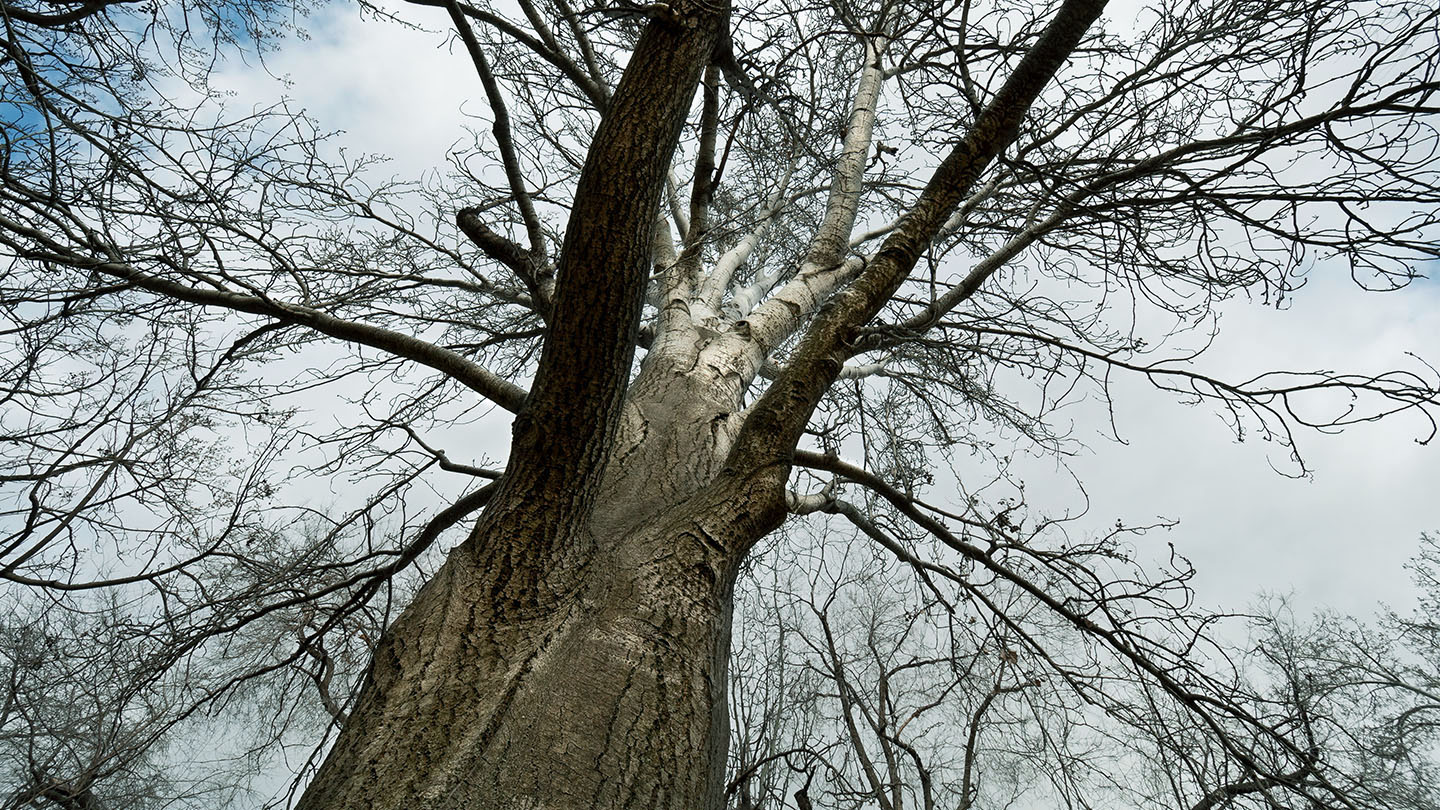 White Poplar (Populus alba) - British Trees - Woodland Trust