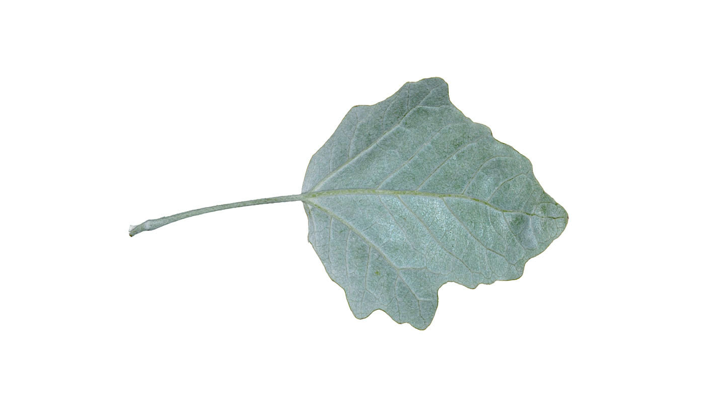 White Poplar (Populus alba) - British Trees - Woodland Trust