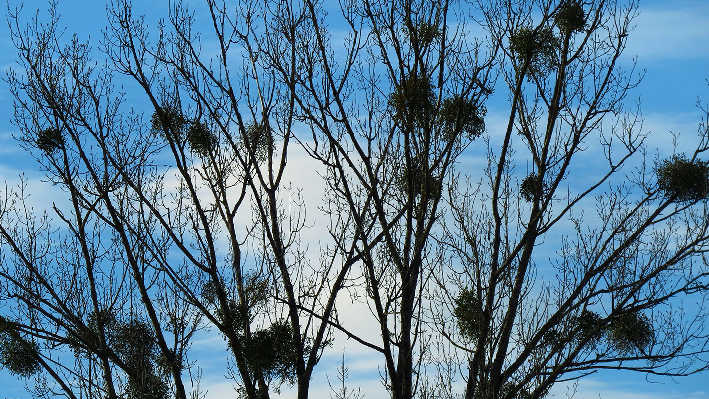 White Poplar (Populus alba) - British Trees - Woodland Trust
