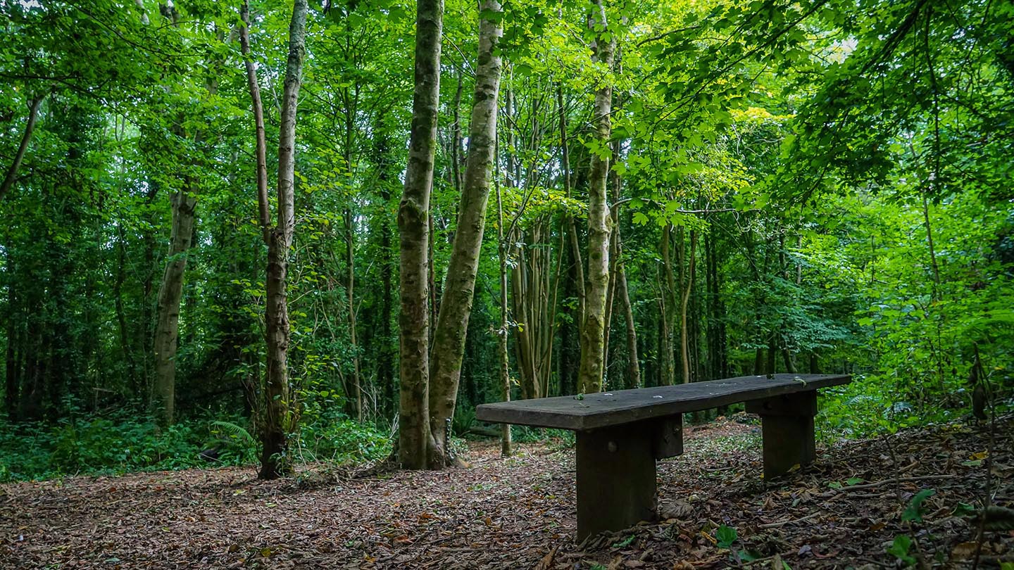 Parkway Woods - Visiting Woods - Woodland Trust