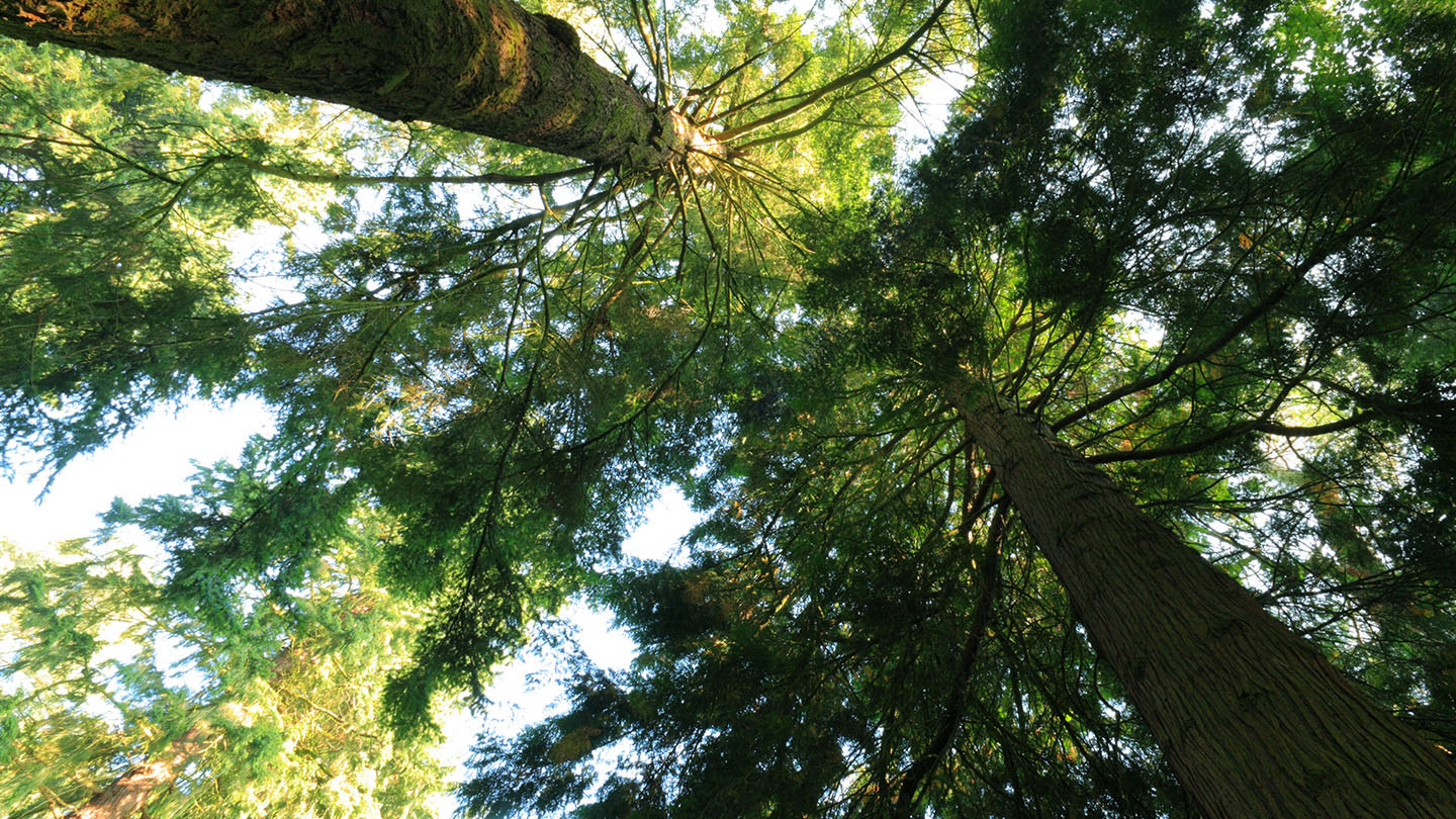Western Red Cedar (Thuja plicata) - Woodland Trust