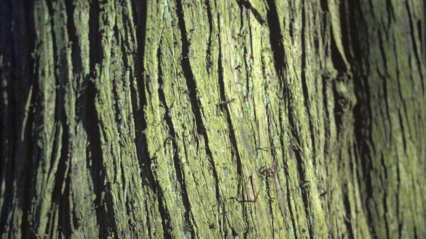 Western Red Cedar Bark