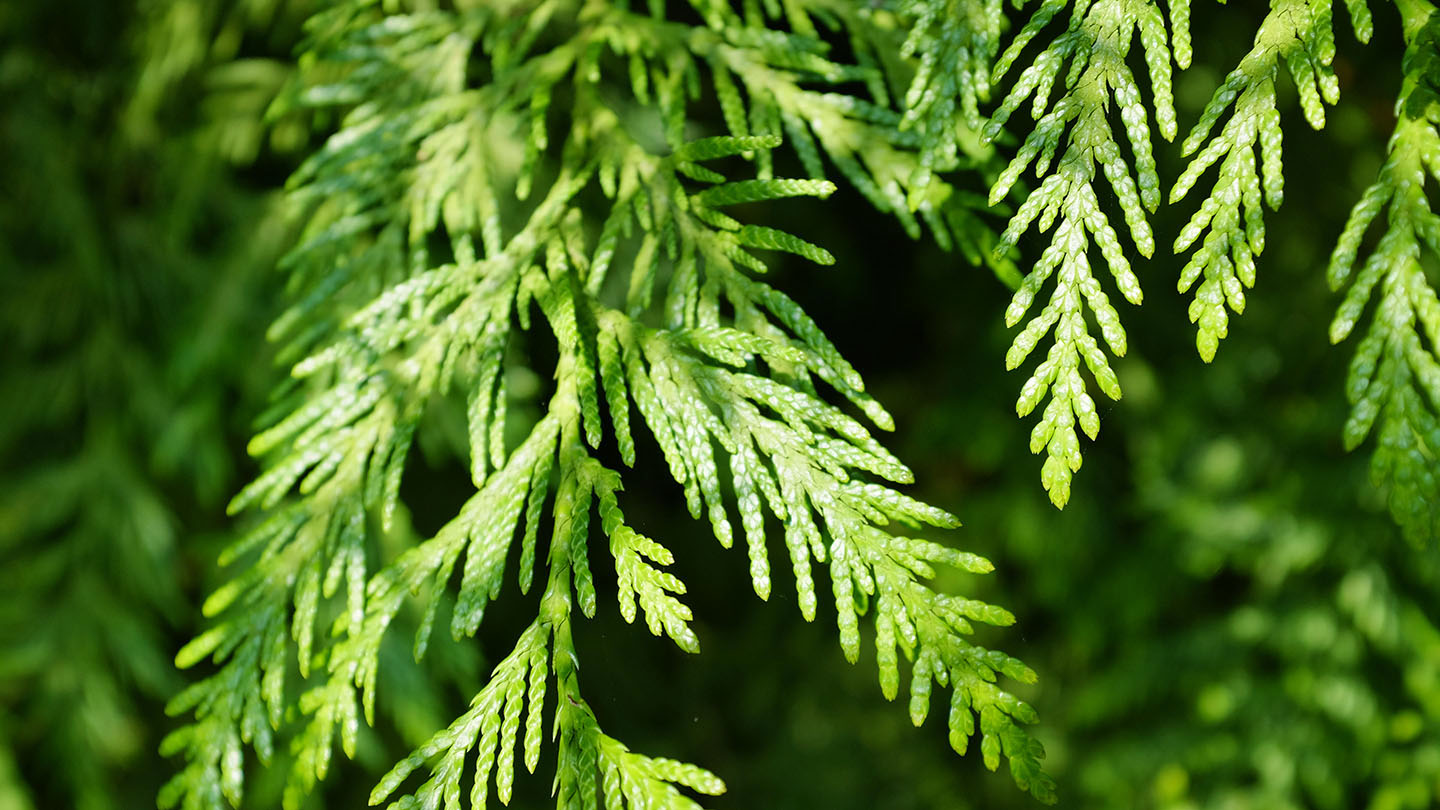 Western Red Cedar Leaves