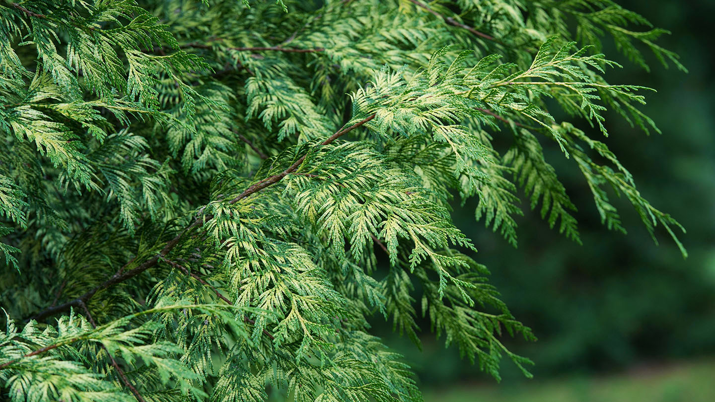Western Red Cedar Leaves