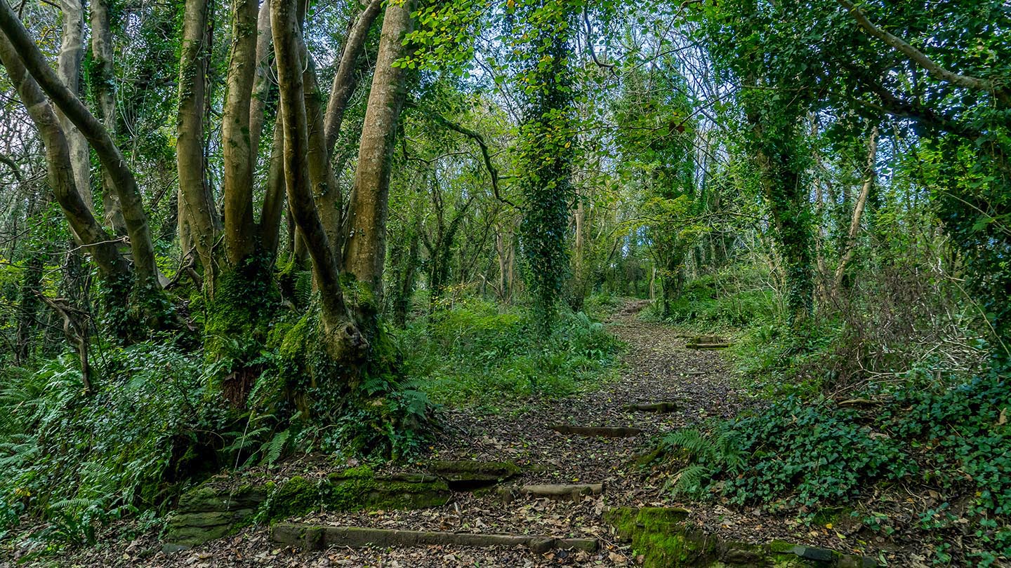Parkway Woods - Visiting Woods - Woodland Trust