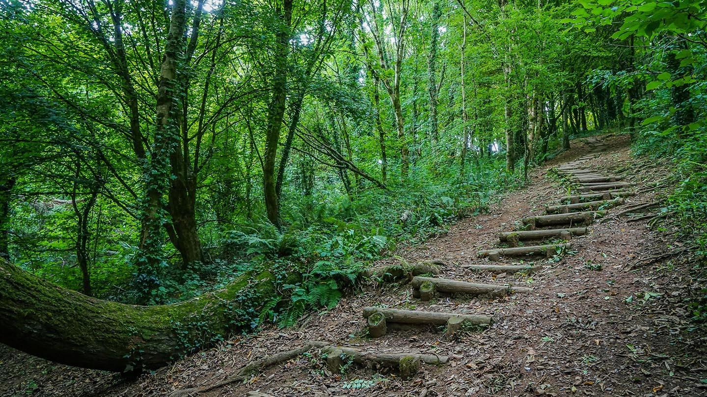 Parkway Woods - Visiting Woods - Woodland Trust