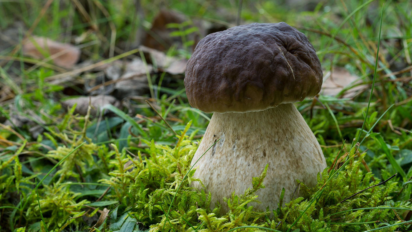Penny Bun (Boletus edulis) – British Fungi - Woodland Trust