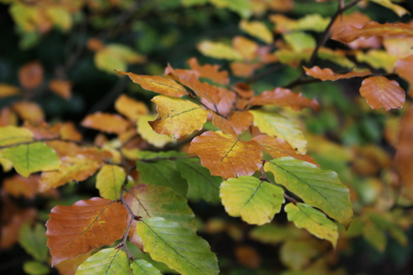 Common Wood - Woodland Trust