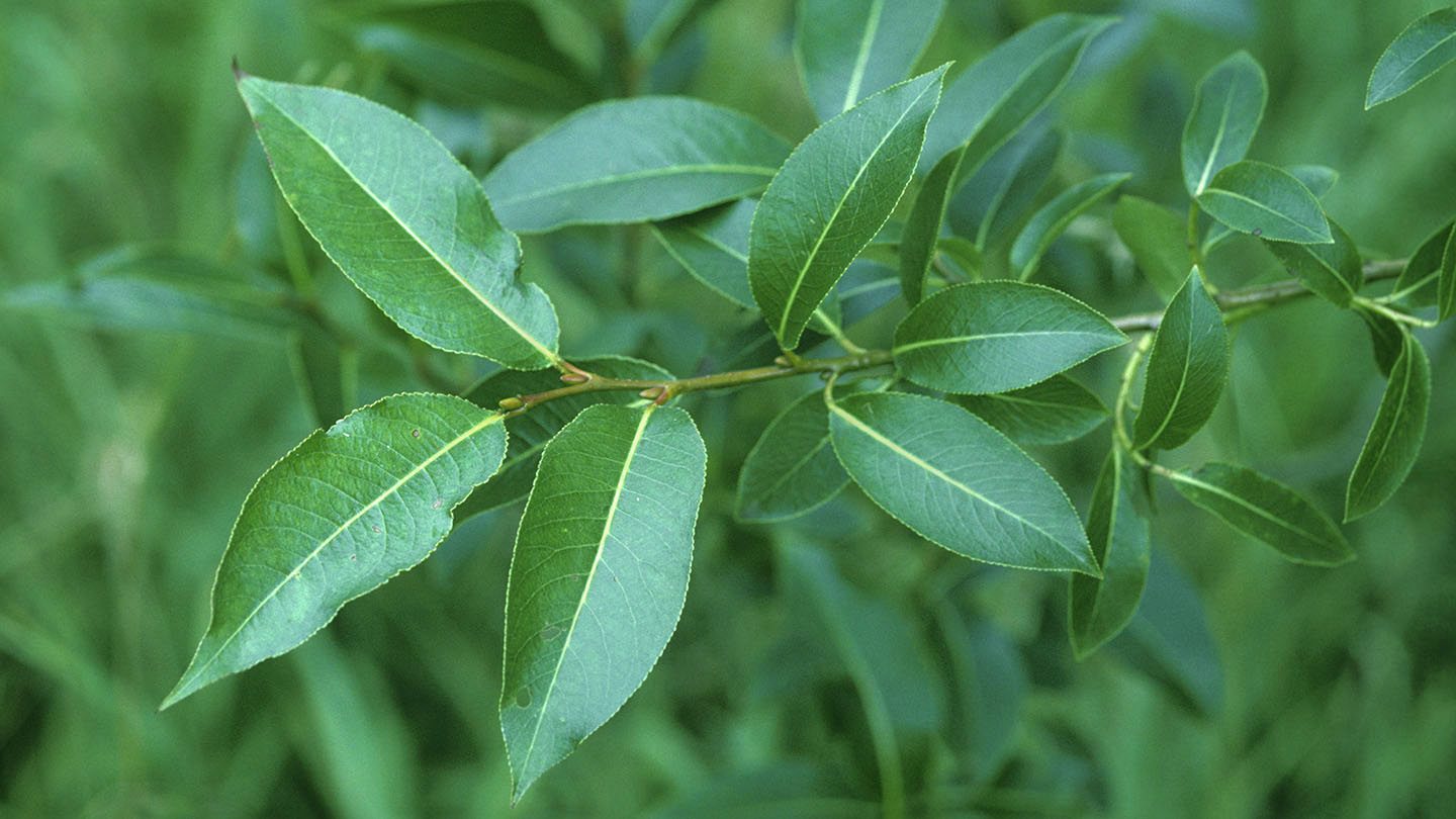 Osier Willow (Salix viminalis) - British Trees - Woodland Trust