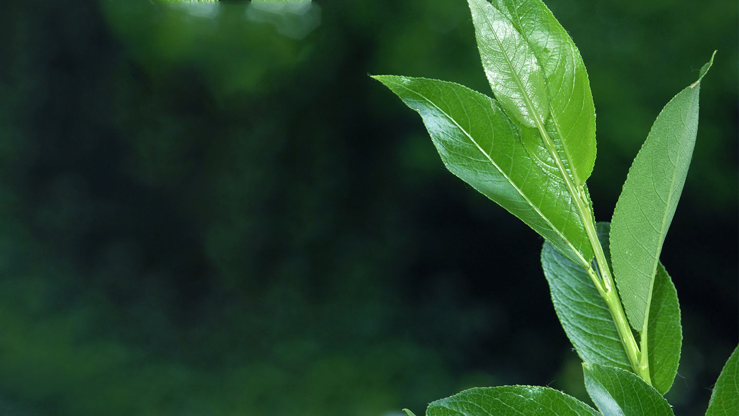 Bay Willow (Salix pentandra) - British Trees - Woodland Trust