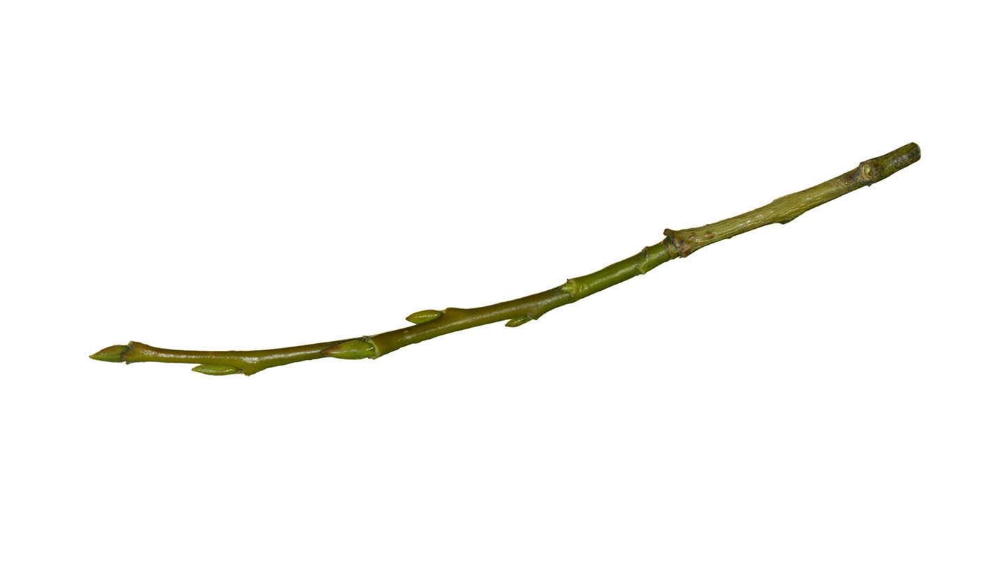 Bay Willow (Salix pentandra) - British Trees - Woodland Trust