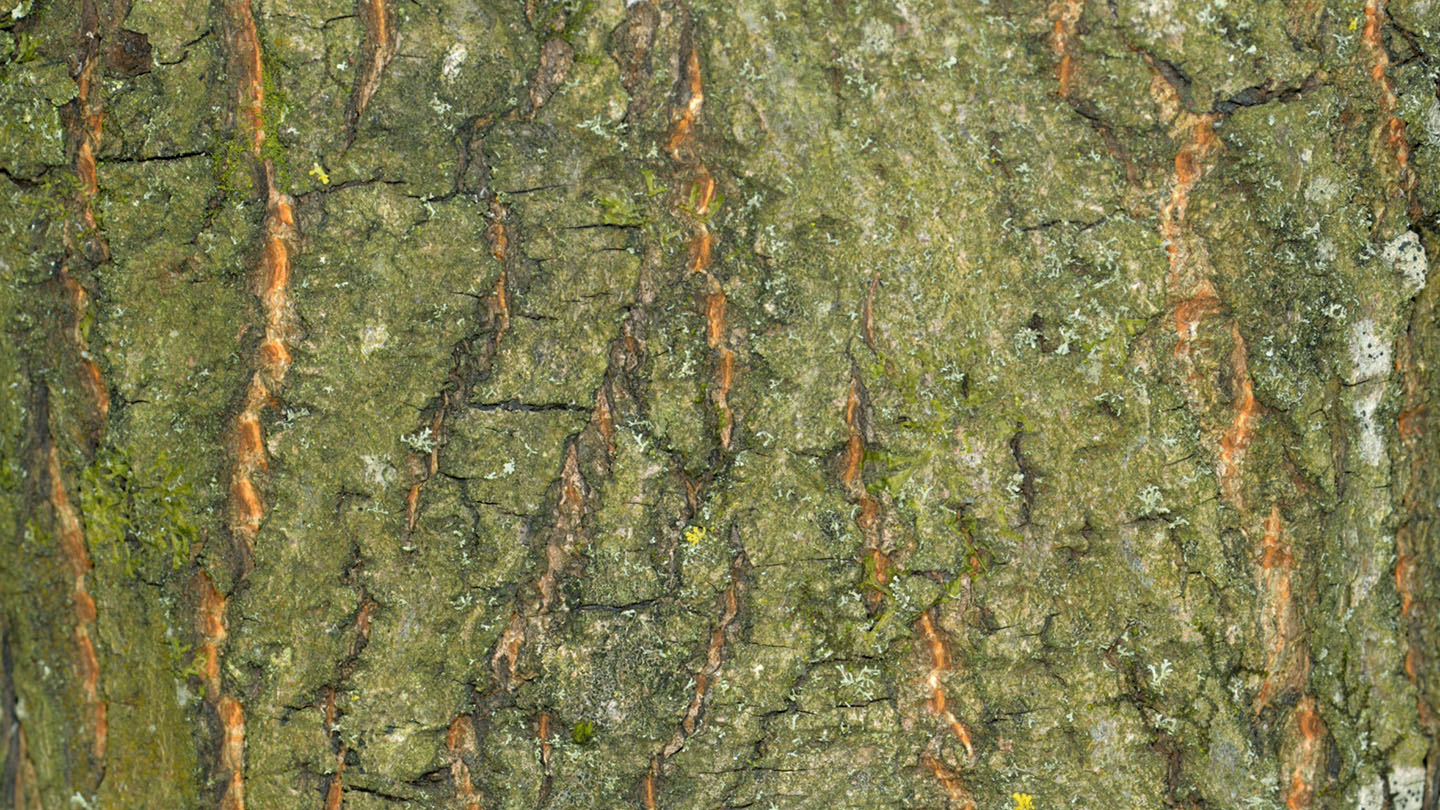 Bay Willow (Salix pentandra) - British Trees - Woodland Trust