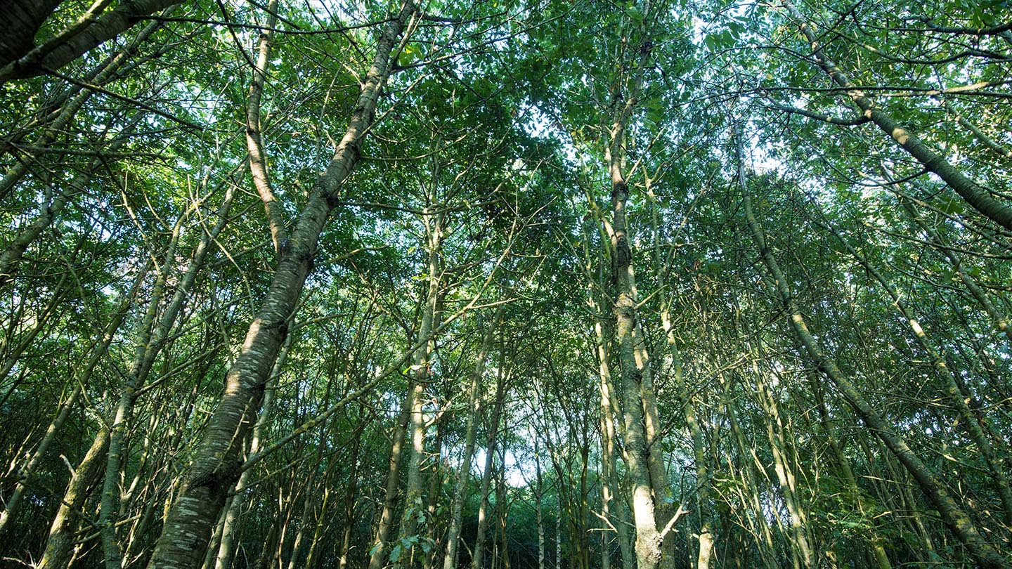 Pipe Hall Farm - Visiting Woods - Woodland Trust
