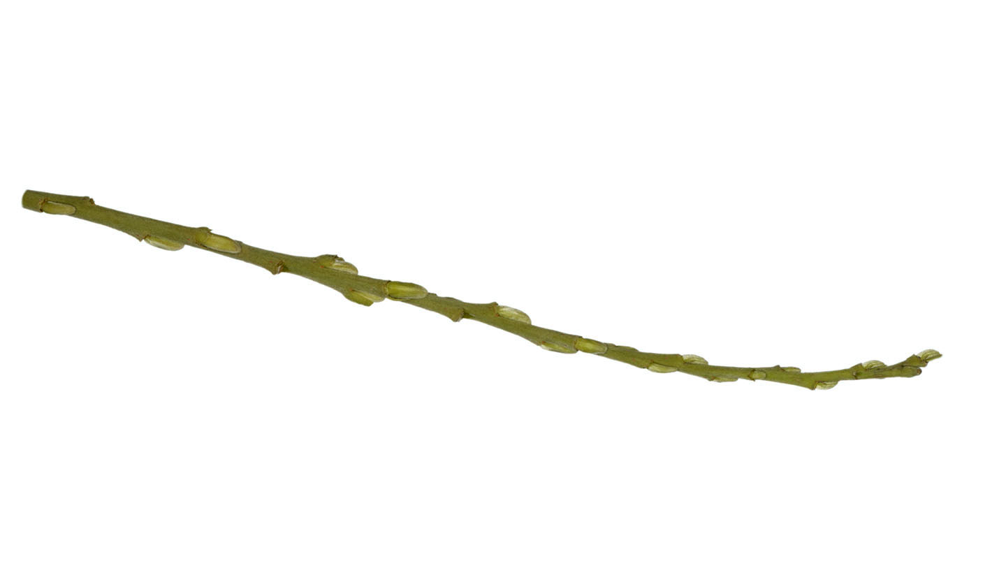Osier Willow (Salix viminalis) - British Trees - Woodland Trust