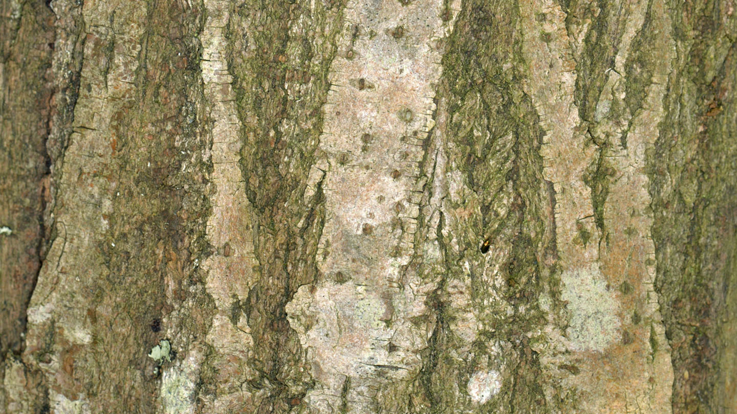 Osier Willow (Salix viminalis) - British Trees - Woodland Trust