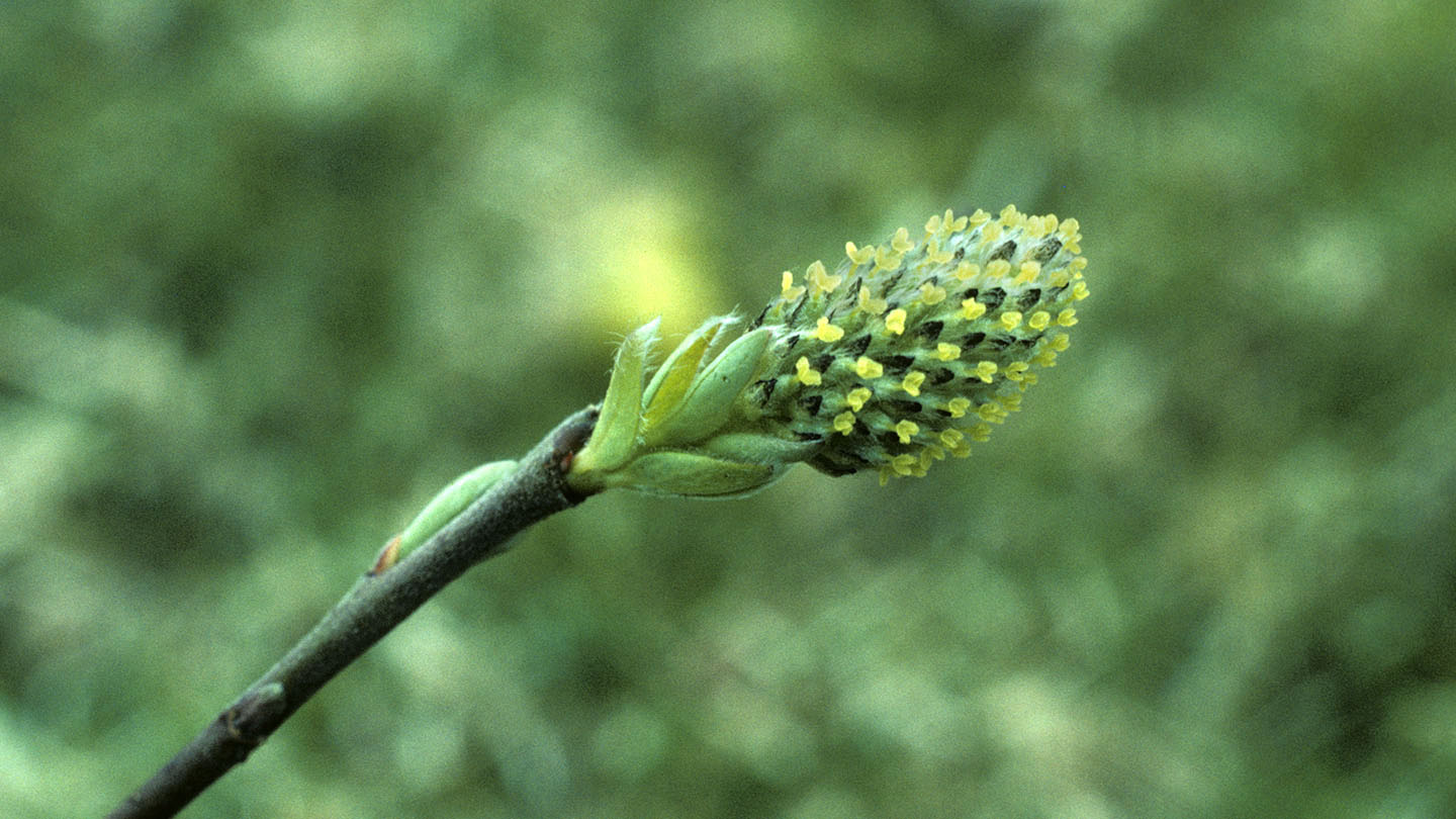 Osier Willow (Salix viminalis) - British Trees - Woodland Trust