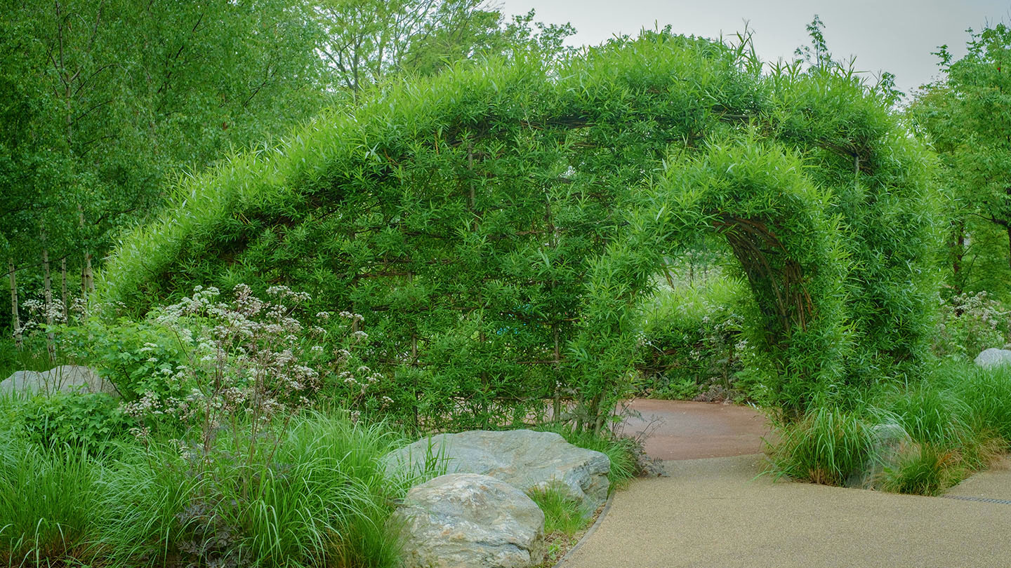 Osier Willow (Salix viminalis) - British Trees - Woodland Trust