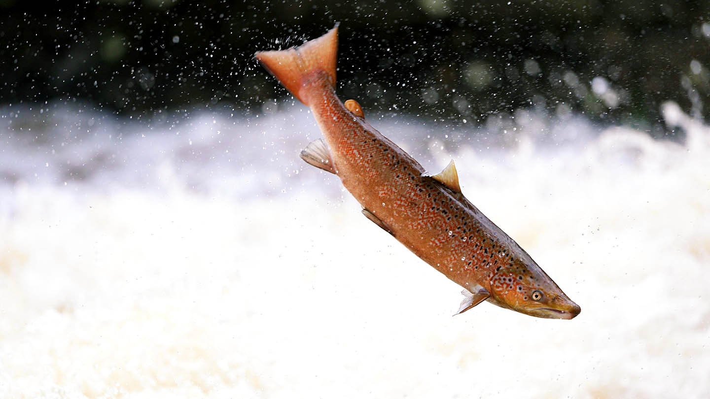 Atlantic Salmon (Salmo salar) - British Fish - Woodland Trust