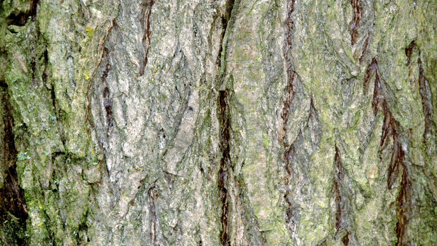 White Willow (Salix alba) - British Trees - Woodland Trust