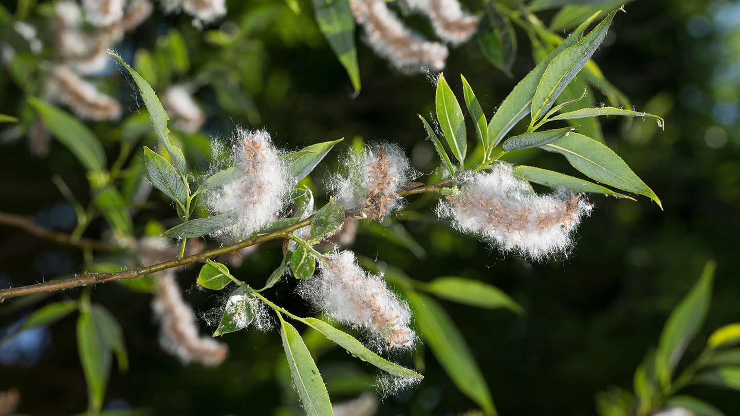 White Willow Salix Alba British Trees Woodland Trust