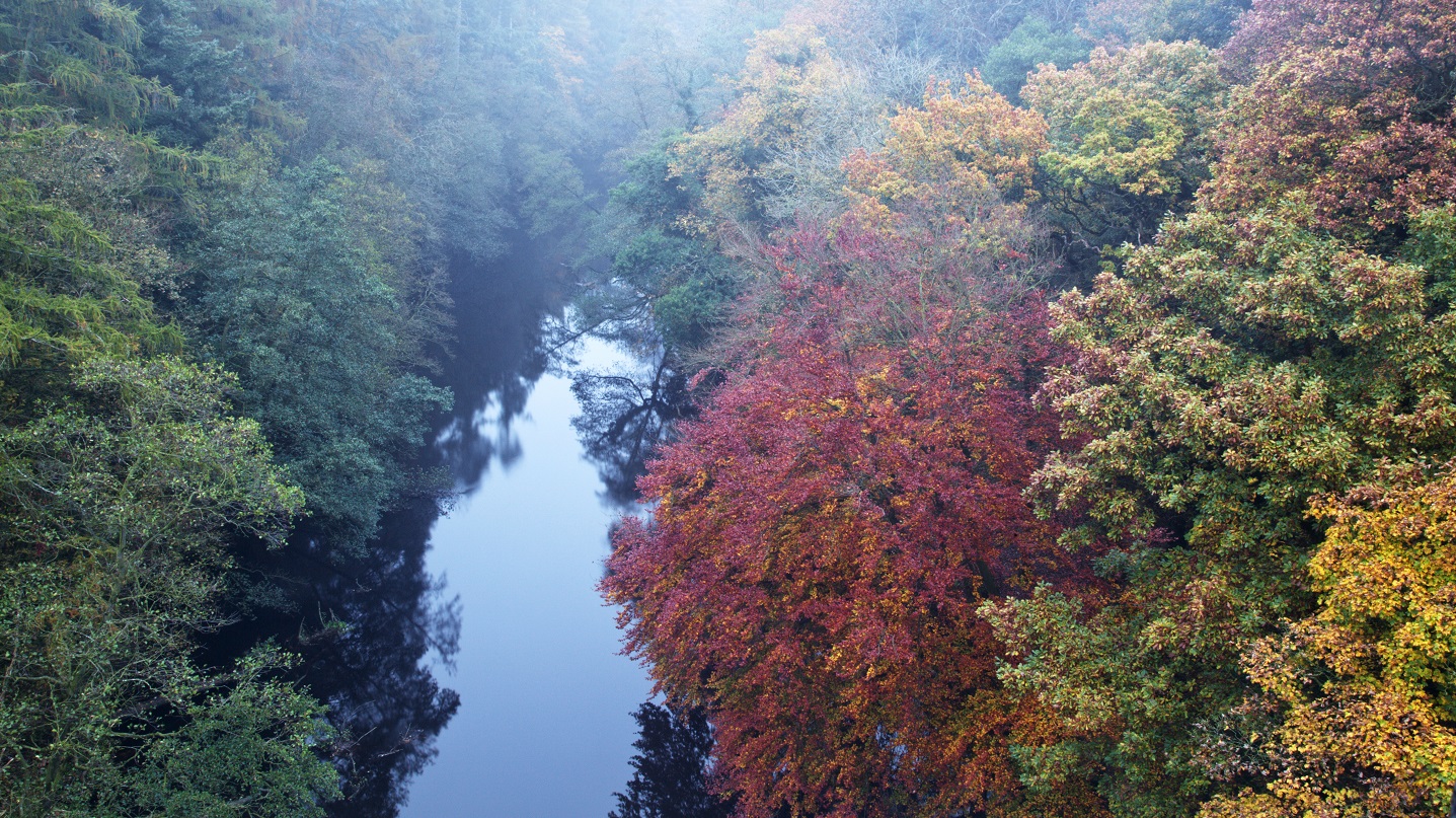 Harrogate relief road campaign - Woodland Trust