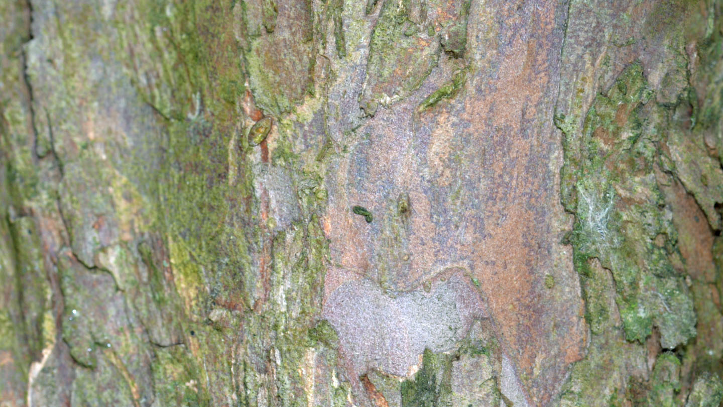 Irish Yew (Taxus baccata 'fastigiata') - Woodland Trust