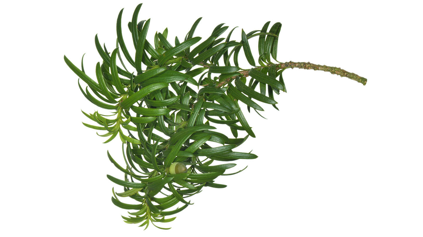 Irish Yew (Taxus baccata 'fastigiata') - Woodland Trust