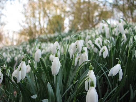 Letcombe Valley - Woodland Trust