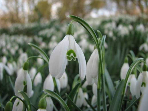 Letcombe Valley - Woodland Trust