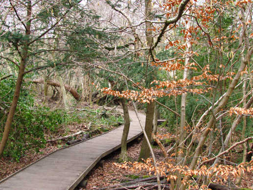 Moseley Bog Local Nature Reserve - Woodland Trust