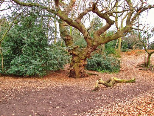 Moseley Bog Local Nature Reserve - Woodland Trust