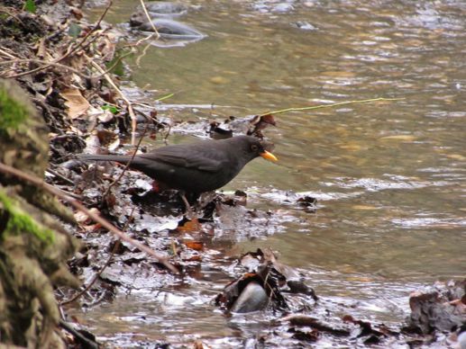 Moseley Bog Local Nature Reserve - Woodland Trust