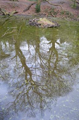 Moseley Bog Local Nature Reserve - Woodland Trust