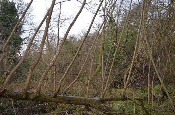 Moseley Bog Local Nature Reserve - Woodland Trust