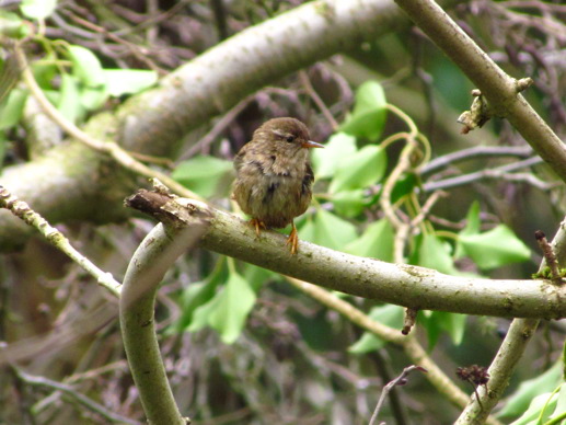 Moseley Bog Local Nature Reserve - Woodland Trust