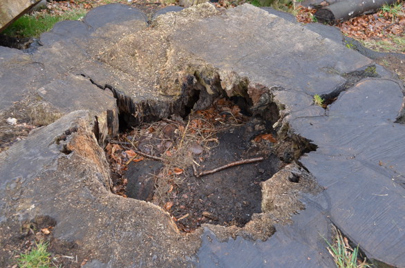 Moseley Bog Local Nature Reserve - Woodland Trust