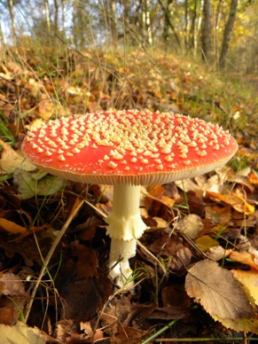 Potteric Carr Nature Reserve - Woodland Trust