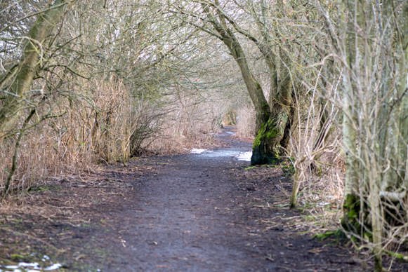 Angus Millennium Forest - Newtyle Park - Woodland Trust