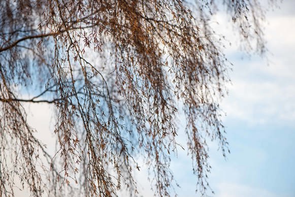 Angus Millennium Forest - Newtyle Park - Woodland Trust