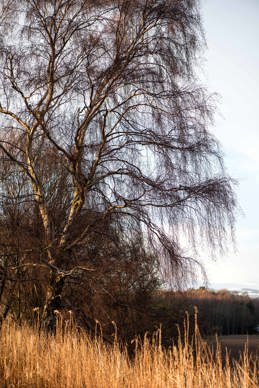 Angus Millennium Forest - Newtyle Park - Woodland Trust