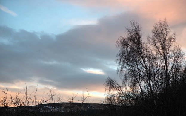 Angus Millennium Forest - Newtyle Park - Woodland Trust