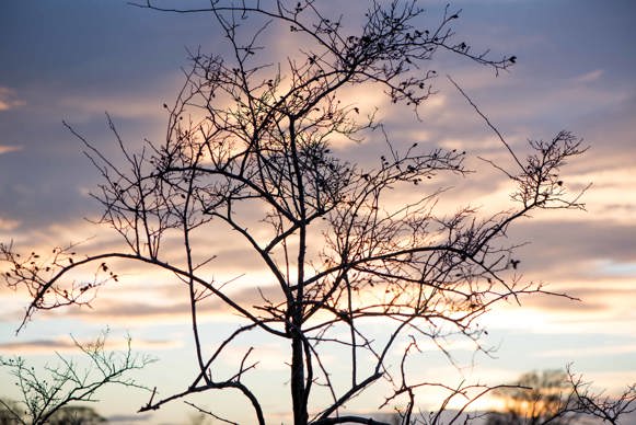 Angus Millennium Forest - Newtyle Park - Woodland Trust