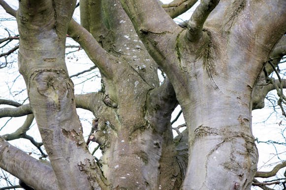 Angus Millennium Forest - Newtyle Park - Woodland Trust