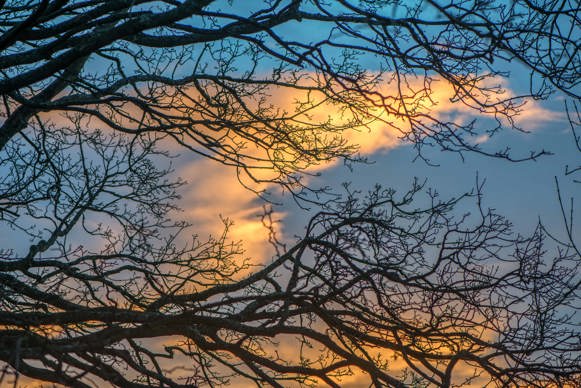 Angus Millennium Forest - Newtyle Park - Woodland Trust