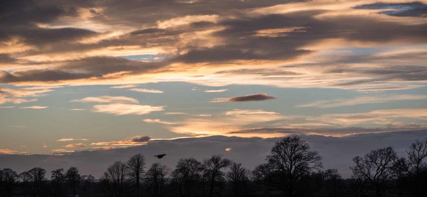 Angus Millennium Forest - Newtyle Park - Woodland Trust