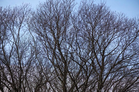 Angus Millennium Forest - Newtyle Park - Woodland Trust