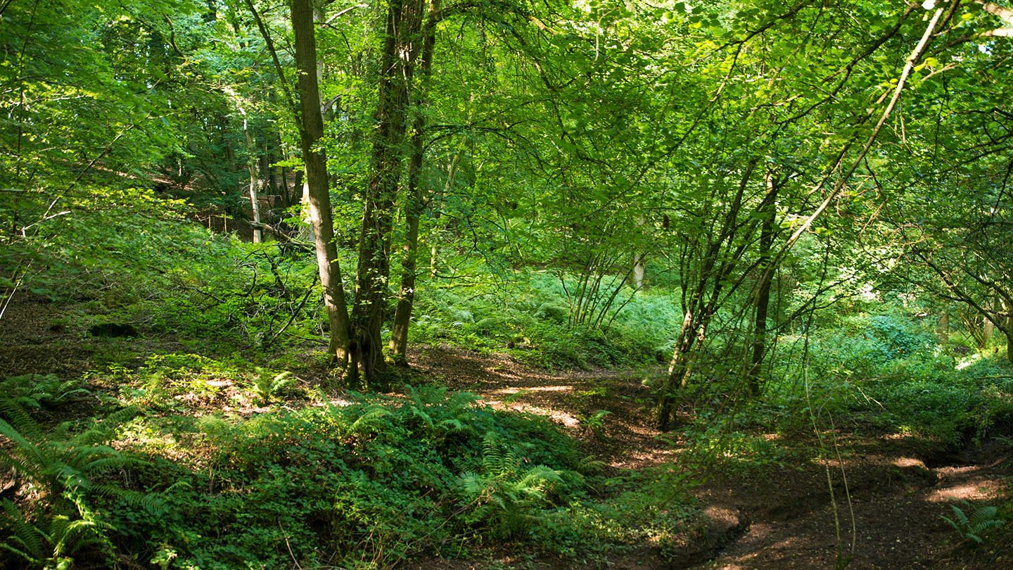 Priory Grove - Visiting Woods - Woodland Trust