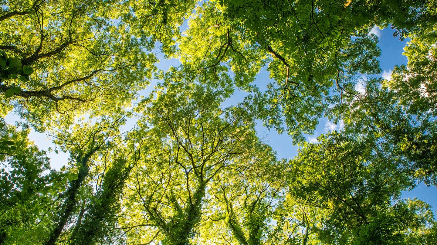Priory Grove - Visiting Woods - Woodland Trust
